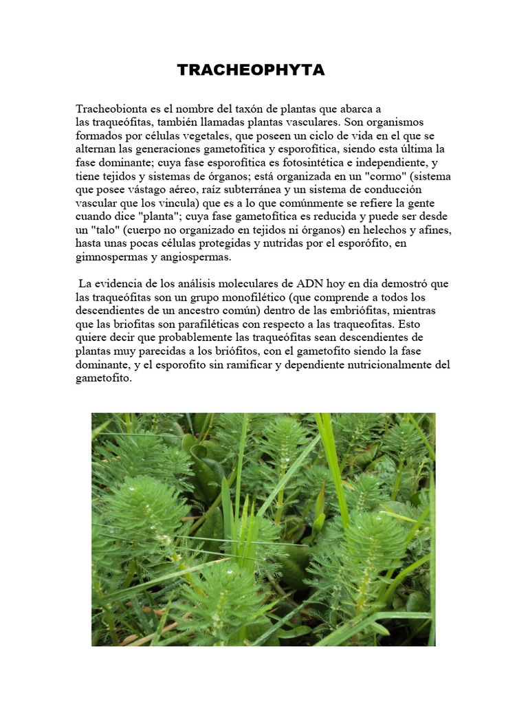 tracheophyta-130211062732-phpapp02 (1) | PDF