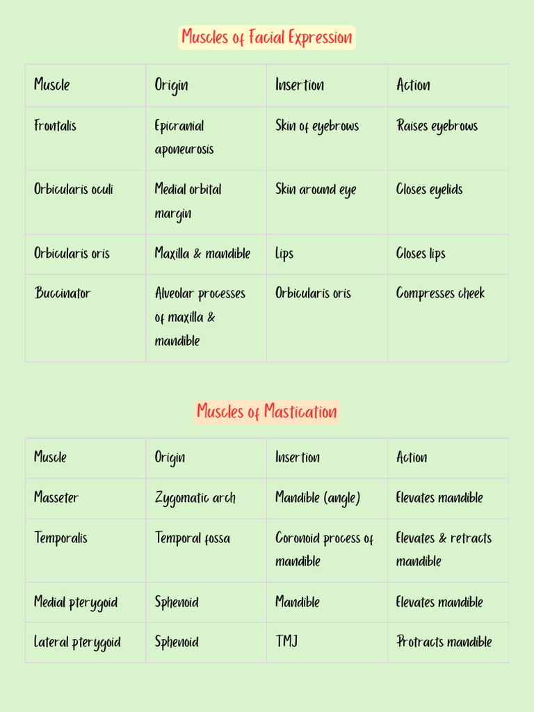 Comprehensive Guide to Human Muscles | PDF | Human Leg | Anatomical ...