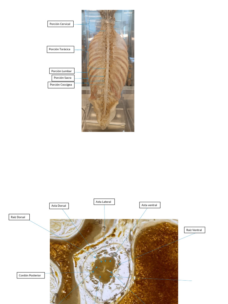 Nuevo Documento de Microsoft Word (Autoguardado) | PDF