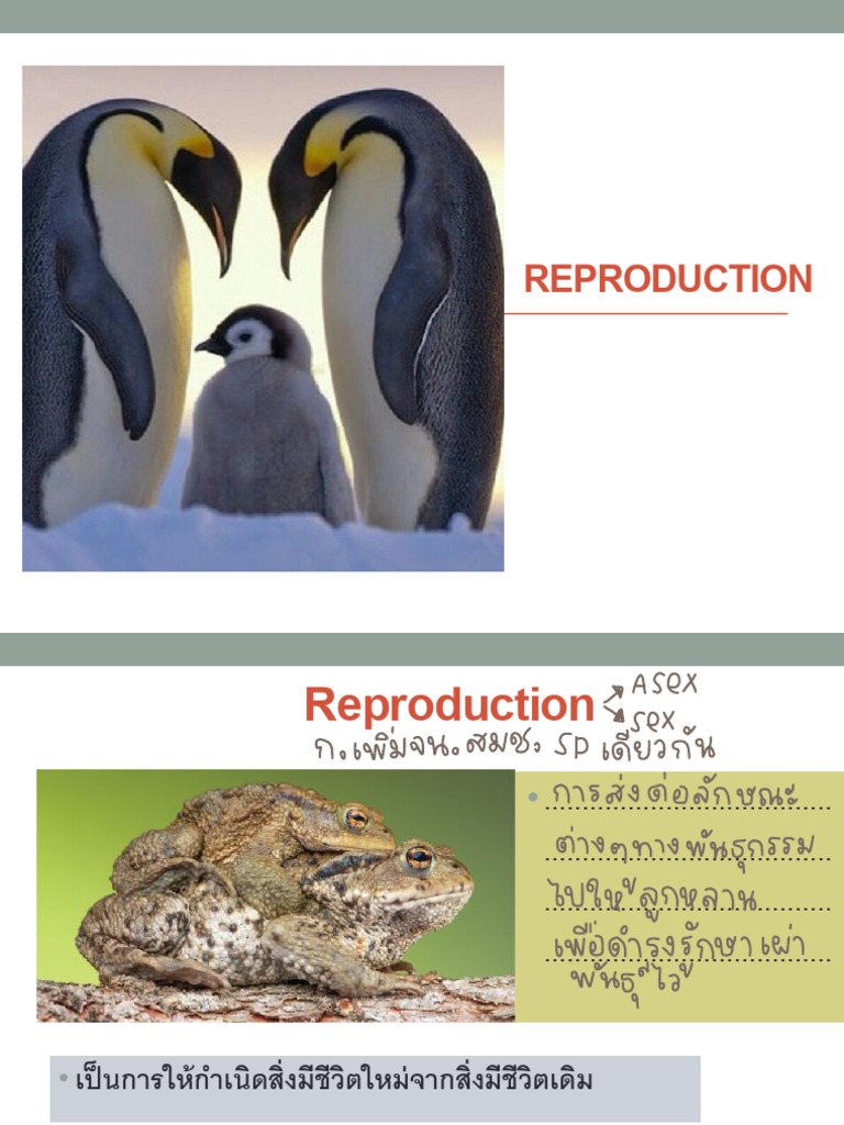 Stu Animal-reproduction | PDF