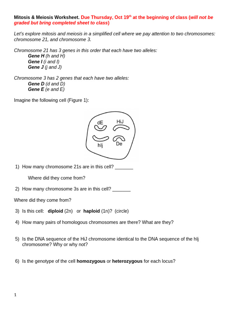 Mitosis and Meiosis Worksheet Guide | PDF | Meiosis | Chromosome