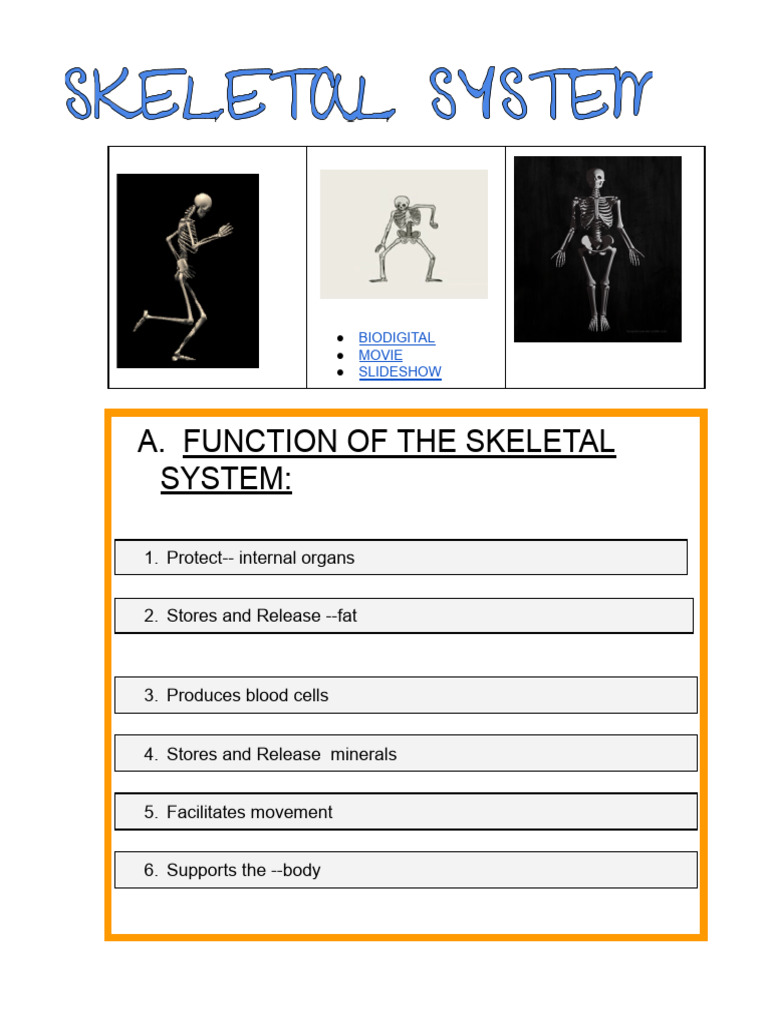 Drew Bui - L3 FunctionStructure Types of Bones - 19470112 | PDF | Bone ...