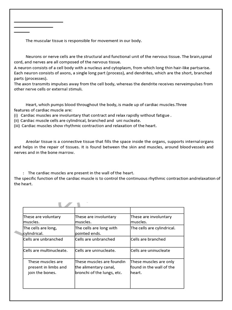 Class-9 Biology Ch-6 Animal Tissue Notes | PDF | Muscle | Tissue (Biology)