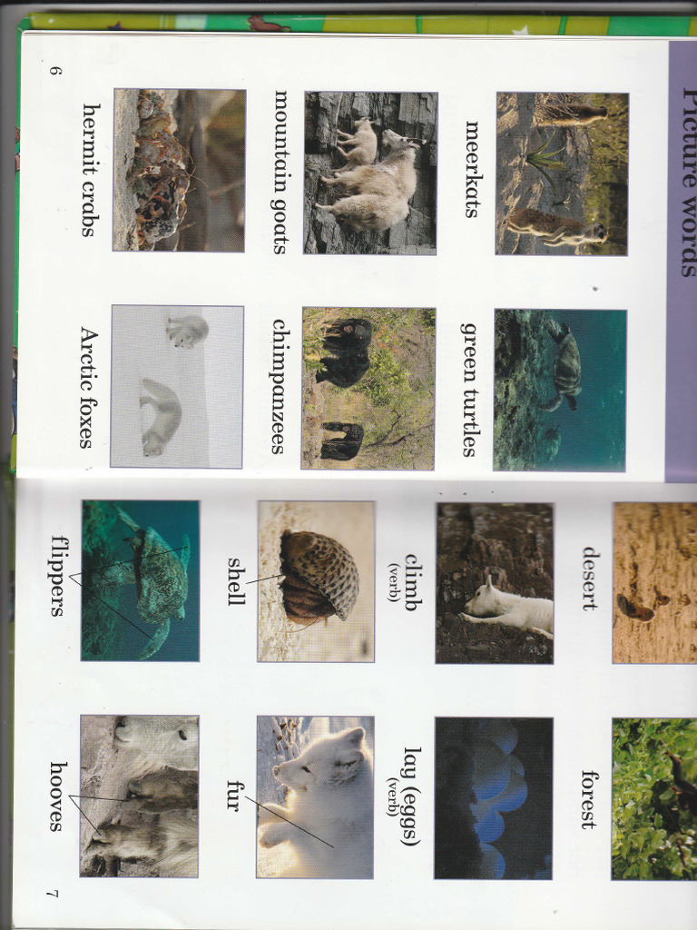 Where Animals Live Level 3 | PDF