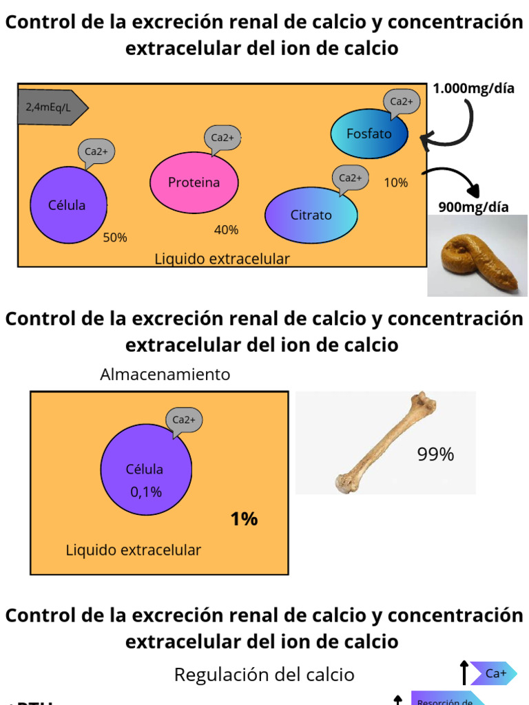 Control de La Excreción Renal de Calcio y de La Concentración ...
