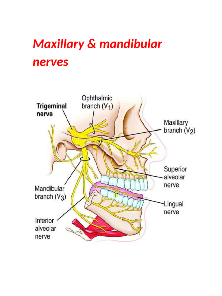 Maxillary Nerve | PDF | Human Anatomy | Human Head And Neck