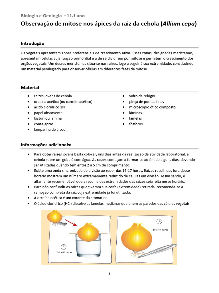 Observação da Mitose em Raiz de Cebola | PDF | Raiz | Mitose