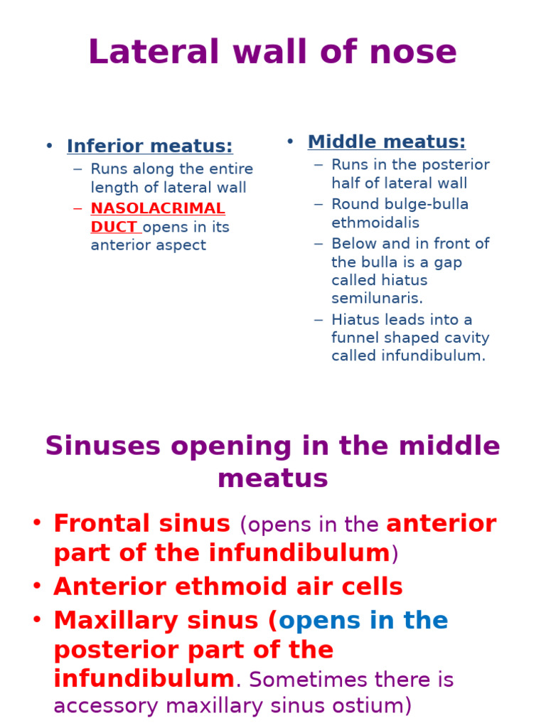 Anatomy and Function of Nasal Structures | PDF | Human Nose | Human ...