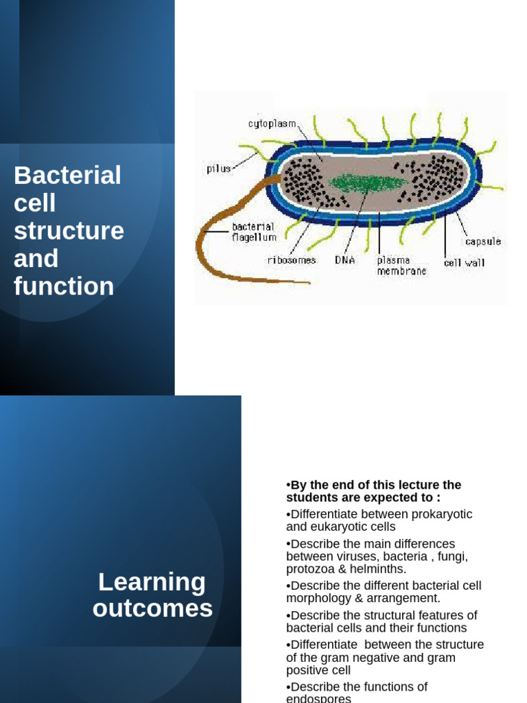 2020 Bacterial Cell Structure - Function | PDF | Bacteria | Cell (Biology)