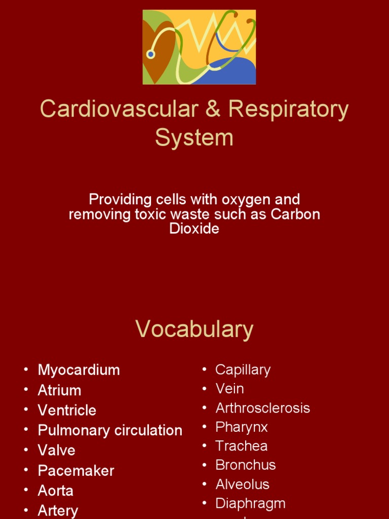 Cardiovascular & Respiratory System | PDF | Heart | Circulatory System