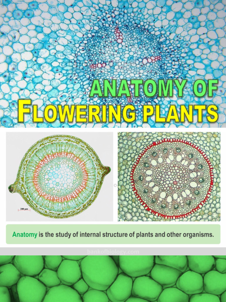 6 Anatomy of Flowering Plants - Picture Slides - Demo - PPTX - Google ...