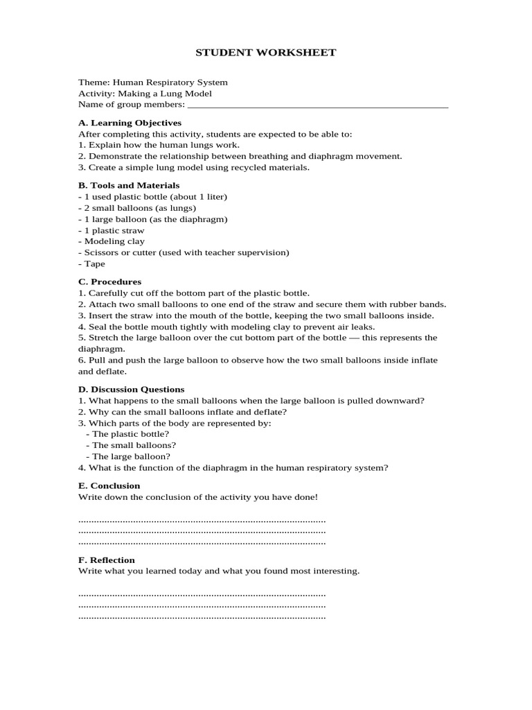 Student Worksheet Lung Model | PDF