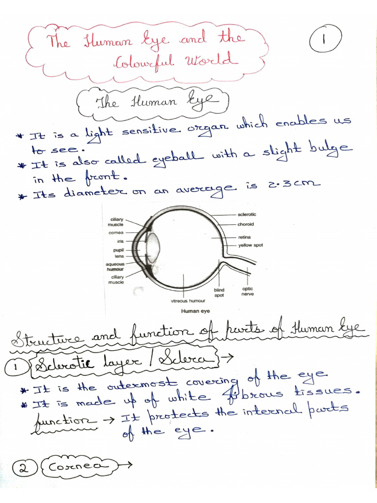 Notes - Human Eye and The Colourful World | PDF