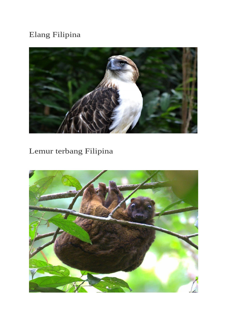 Elang Filipina | PDF