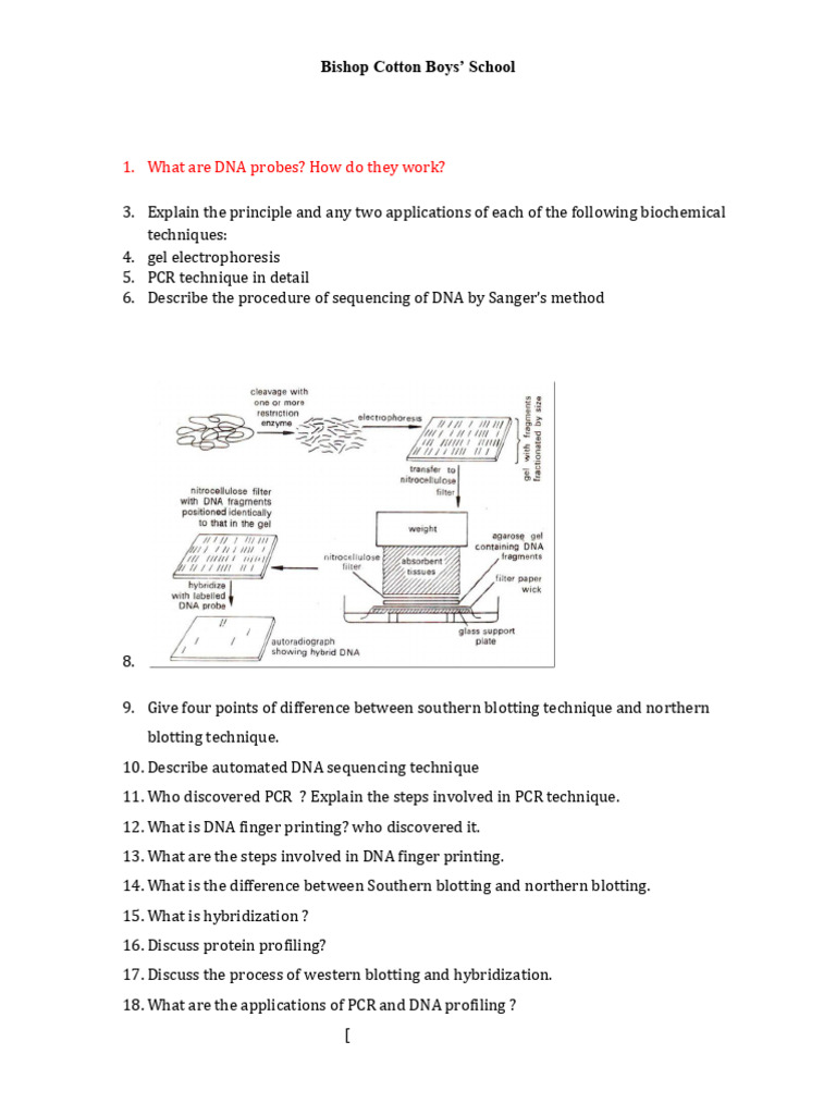 Worksheet - Gene Analysis Techniques | PDF