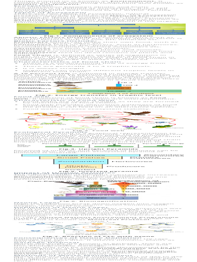 Our Environment CBSE Class 10 Science Notes - Cha | PDF | Food Web ...