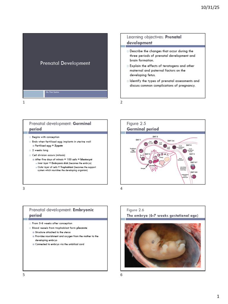 Prenatal Development | PDF | Prenatal Development | Miscarriage