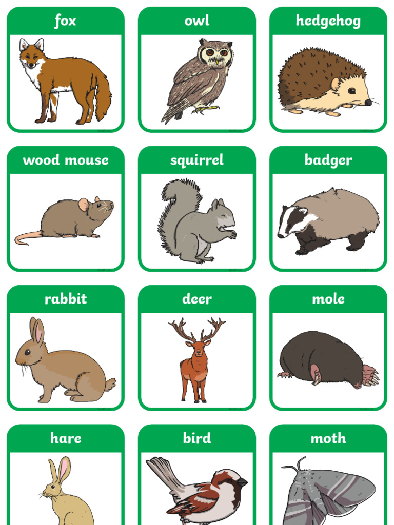 T TP 2550312 Woodland Animals Flashcards Ver 1 | PDF