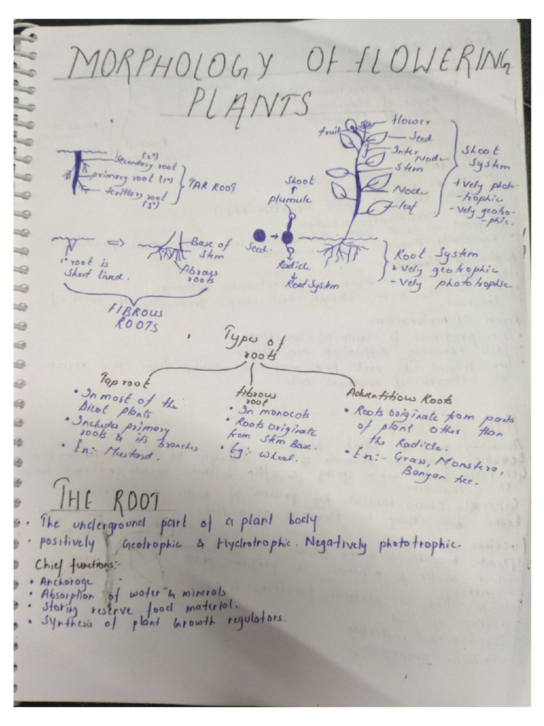 MORPHOLOGY OF - PLANT (Unit 2) | PDF