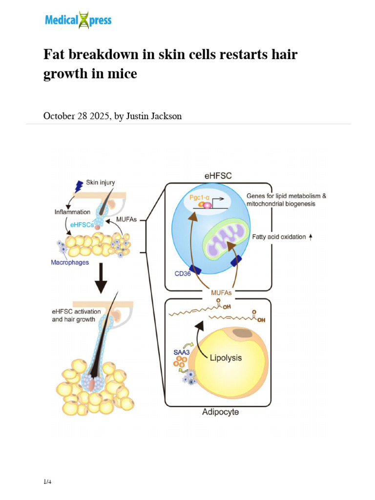 2025 10 Fat Breakdown Skin Cells Restarts | PDF | Macrophage | Adipose ...