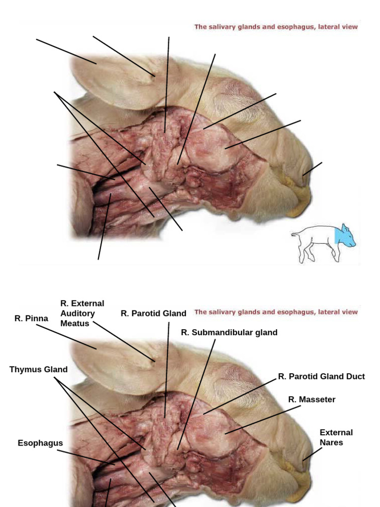 Bio1414 Digestive Practice Quiz-Fetal Pig | PDF | Organ (Anatomy ...