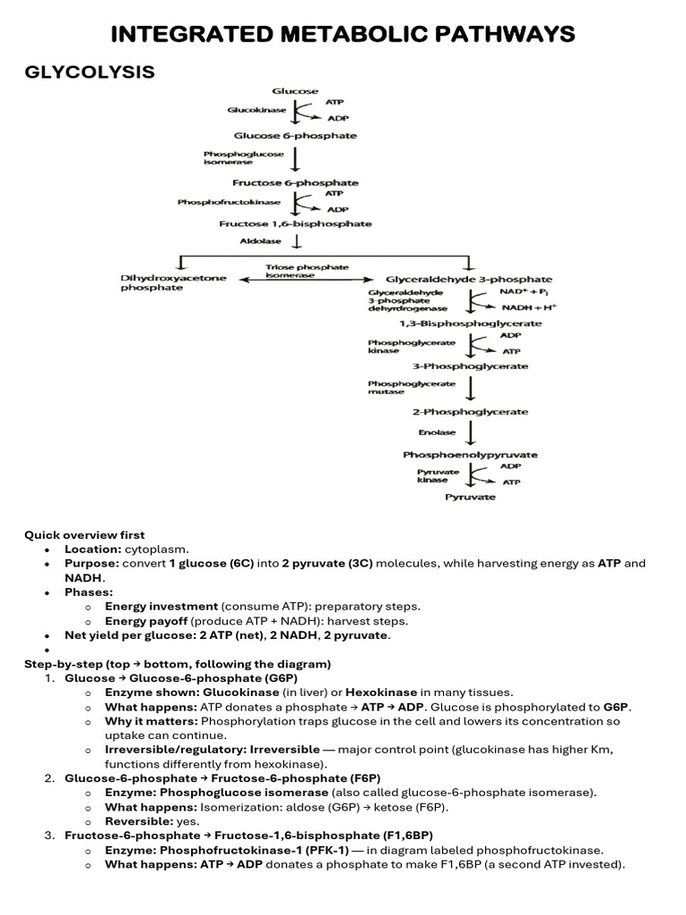 Integrated Metabolic Pathways | PDF | Electron Transport Chain | Glycolysis