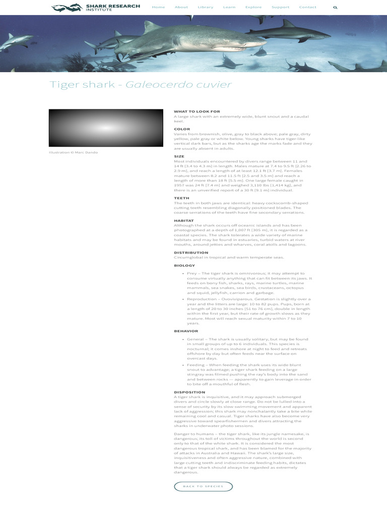 Tiger Shark - Galeocerdo Cuvier — Shark Research Institute | PDF ...