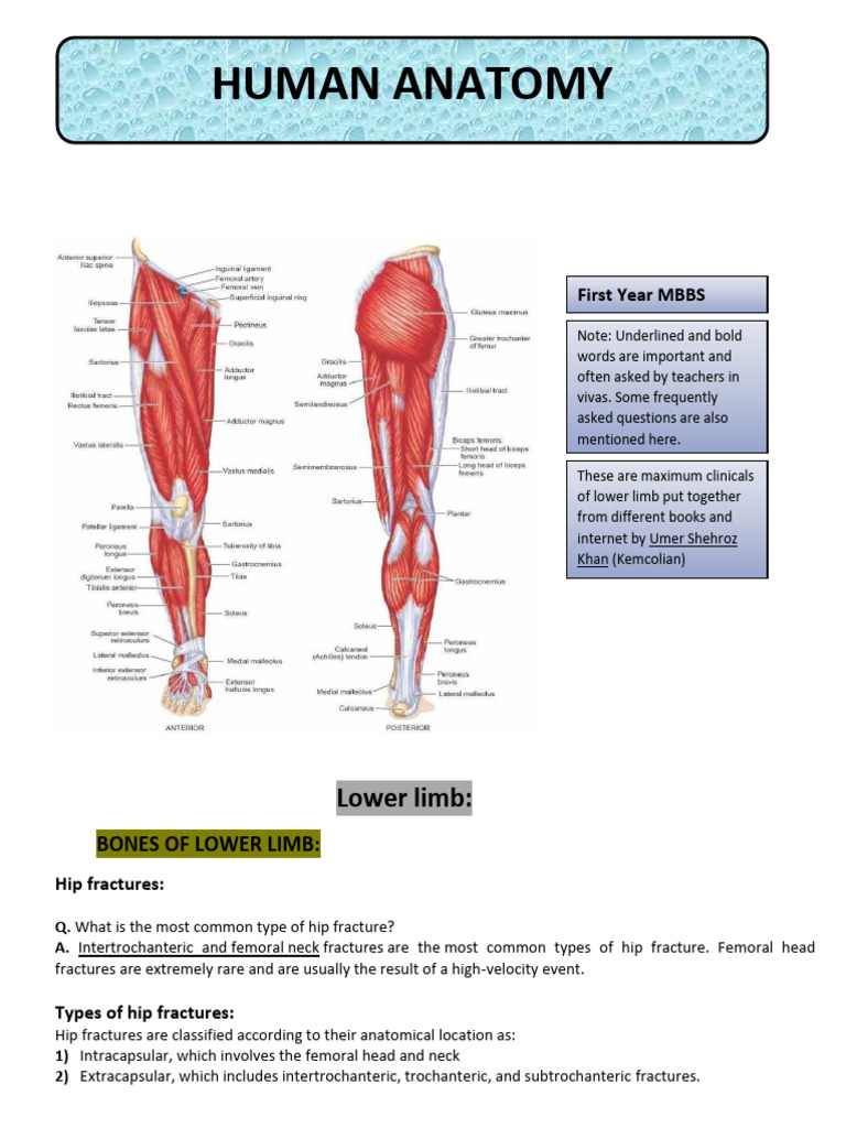 ALL clinicals OF LOWER LIMB (Anatomy)-1 | PDF | Knee | Human Leg