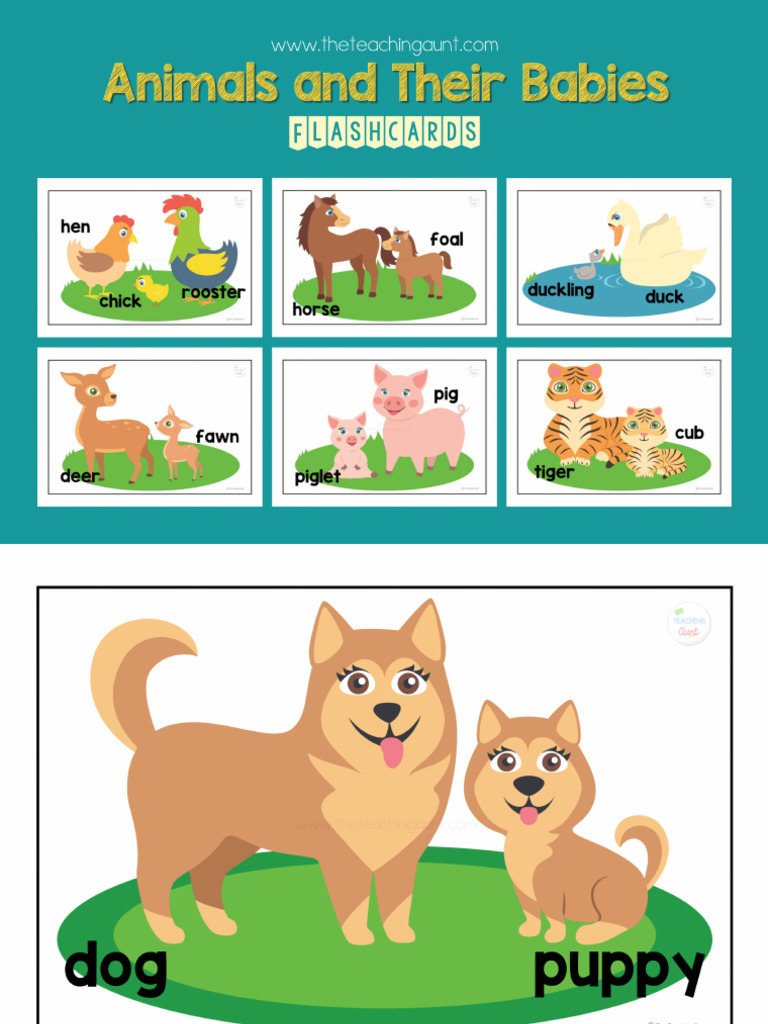Animals and Their Babies Flashcards A4 | PDF
