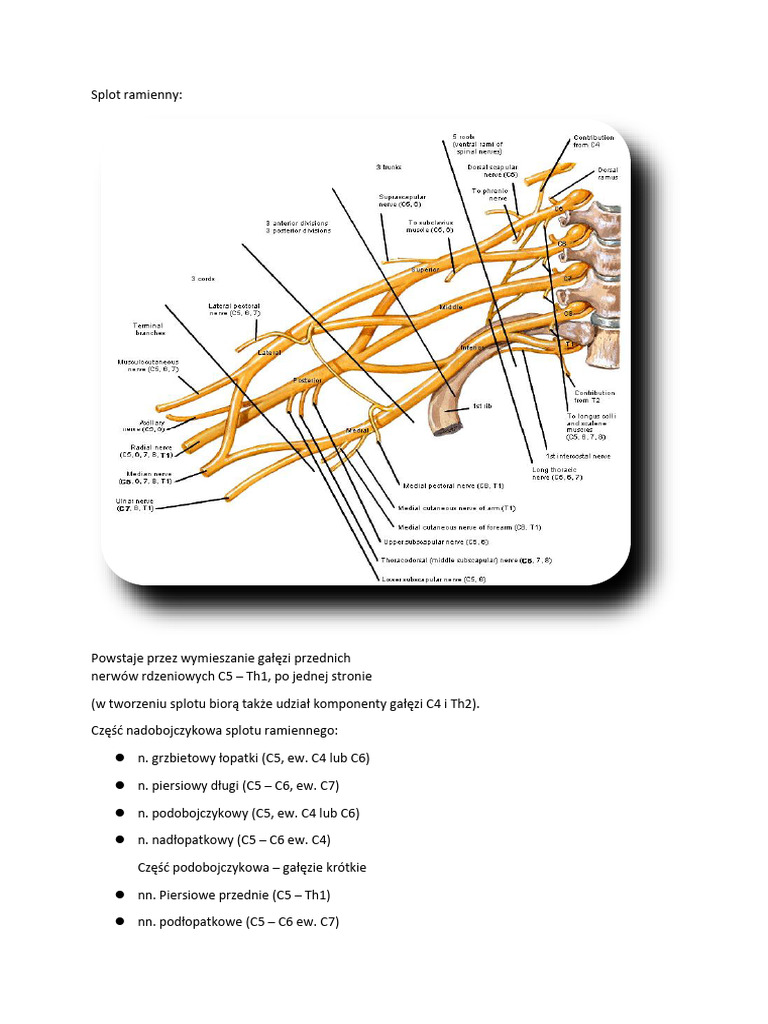 Splot Ramienny Streszczenie Wykład Word | PDF