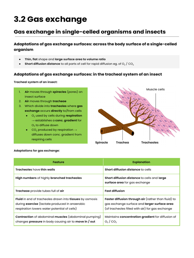Topic 3 NEW Gas Exchange 1 | PDF | Respiratory System | Diffusion