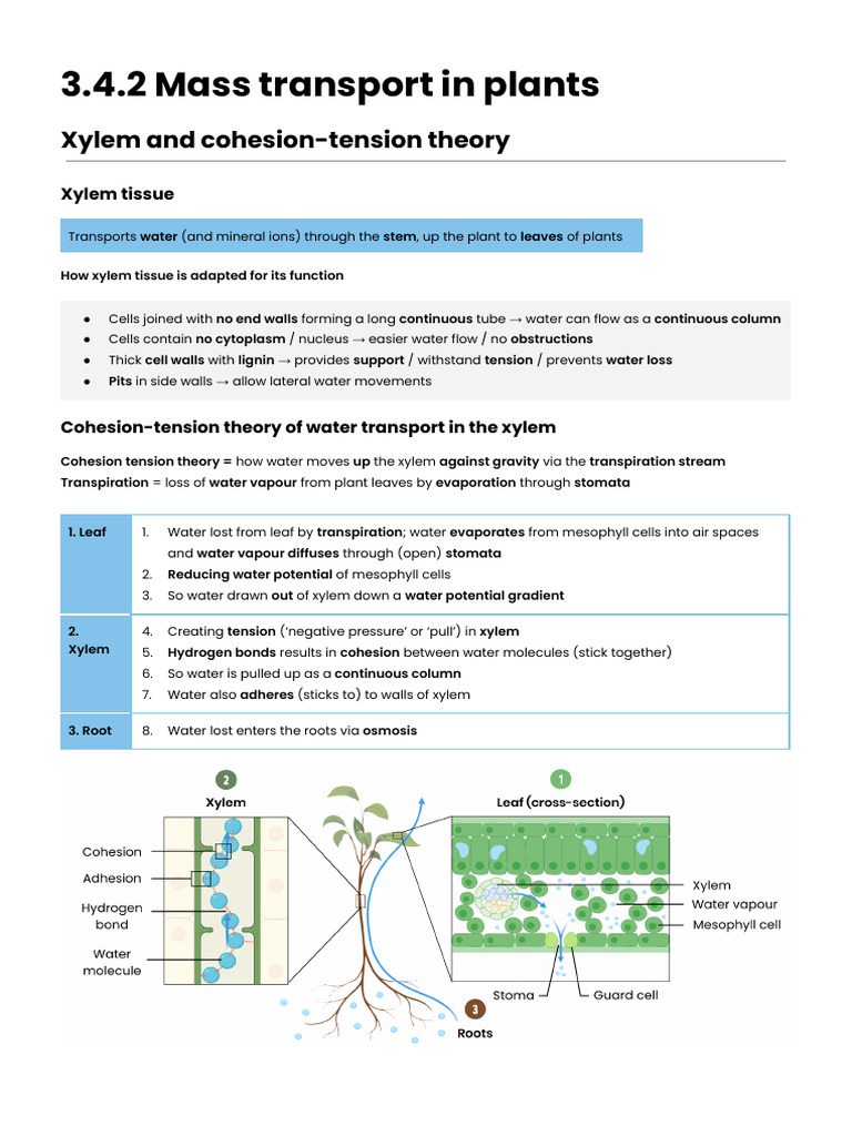 Topic 3 NEW Mass Transport in Plants | PDF | Physiology | Botany