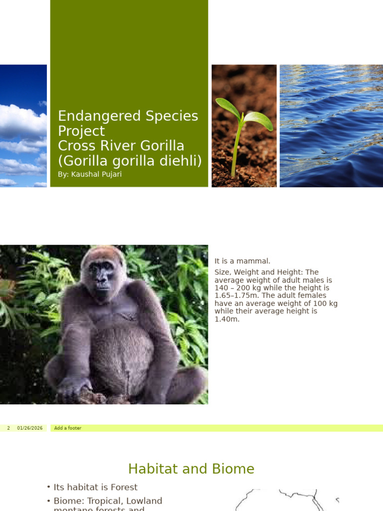Endangered Species Project | PDF | Gorilla | Natural Environment