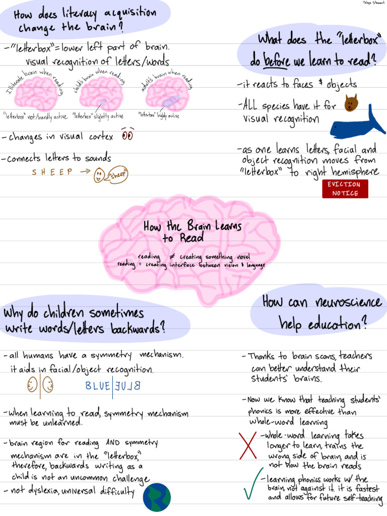 How the Brain Learns to Read Infographic | PDF | Phonics | Mental Processes