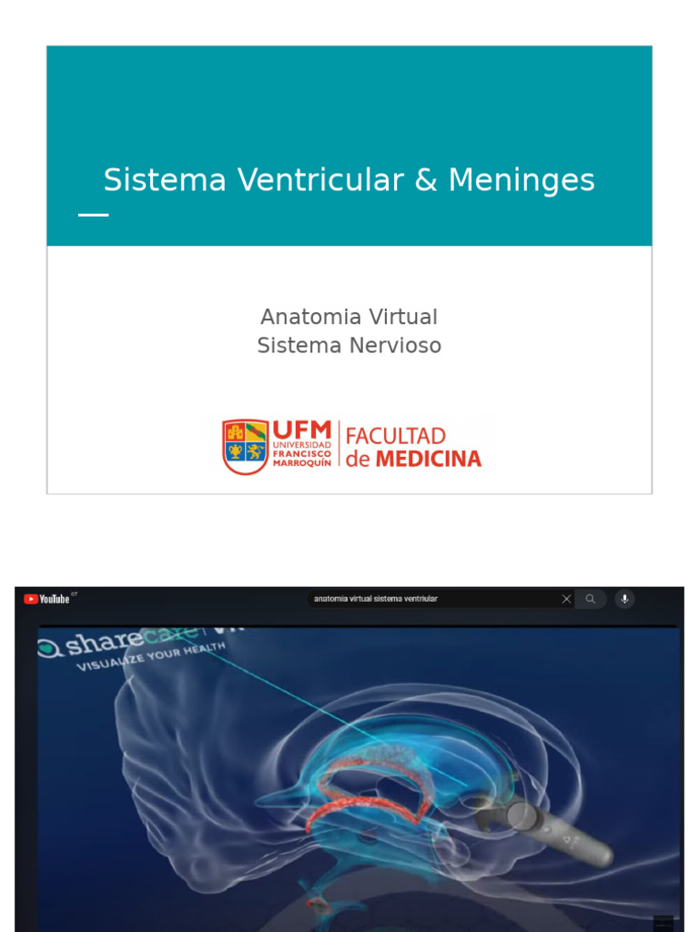Ventriculos y Meninges AV UFM | PDF