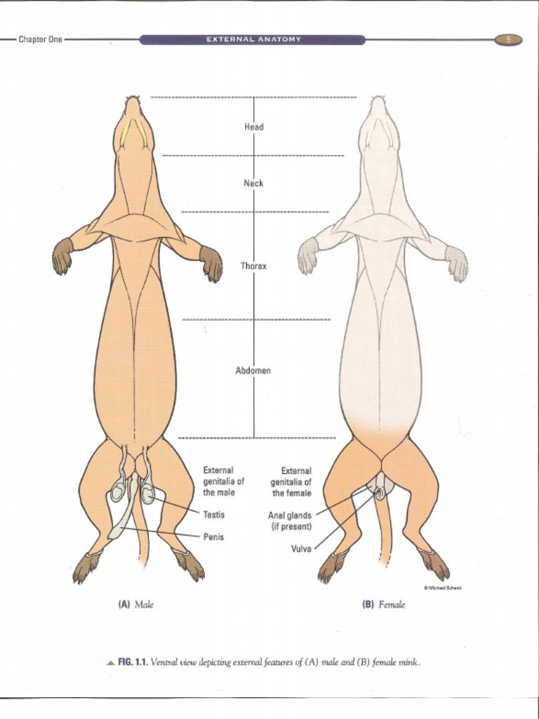 Mink Diagrams from Dissection Manual | PDF