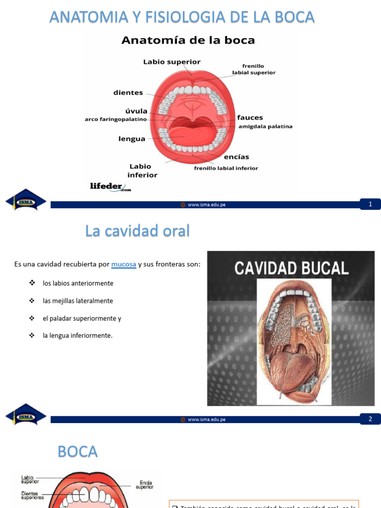 ANATOMIA_Y_FISIOLOGIA_DE_LA_BOCA_14 | PDF | Boca