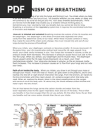 Chest X-Ray Template | PDF | Lung | Thorax