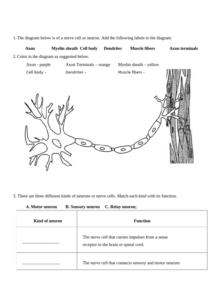 Nervous System Worksheet | PDF | Neuron | Axon