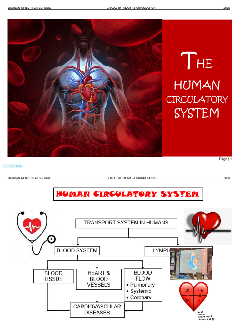 6. Heart and Circulation Notes Learner 2025 | PDF | Heart Valve | Heart