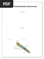 Types of Cercariae with Examples | PDF | Zoology