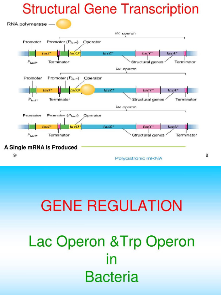 GENE REGULATION | PDF