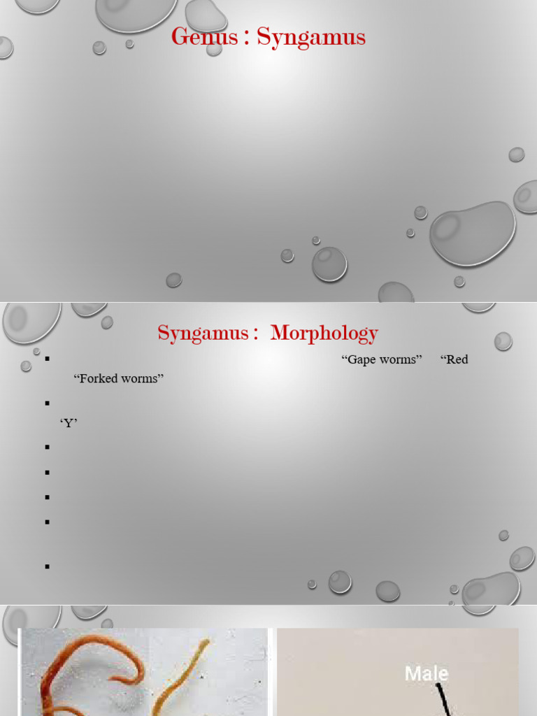 Genus Syngamus | PDF | Zoology