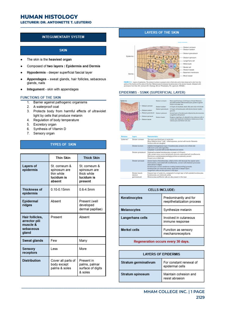 LEC#8 - Integumentary System | PDF | Skin | Integumentary System