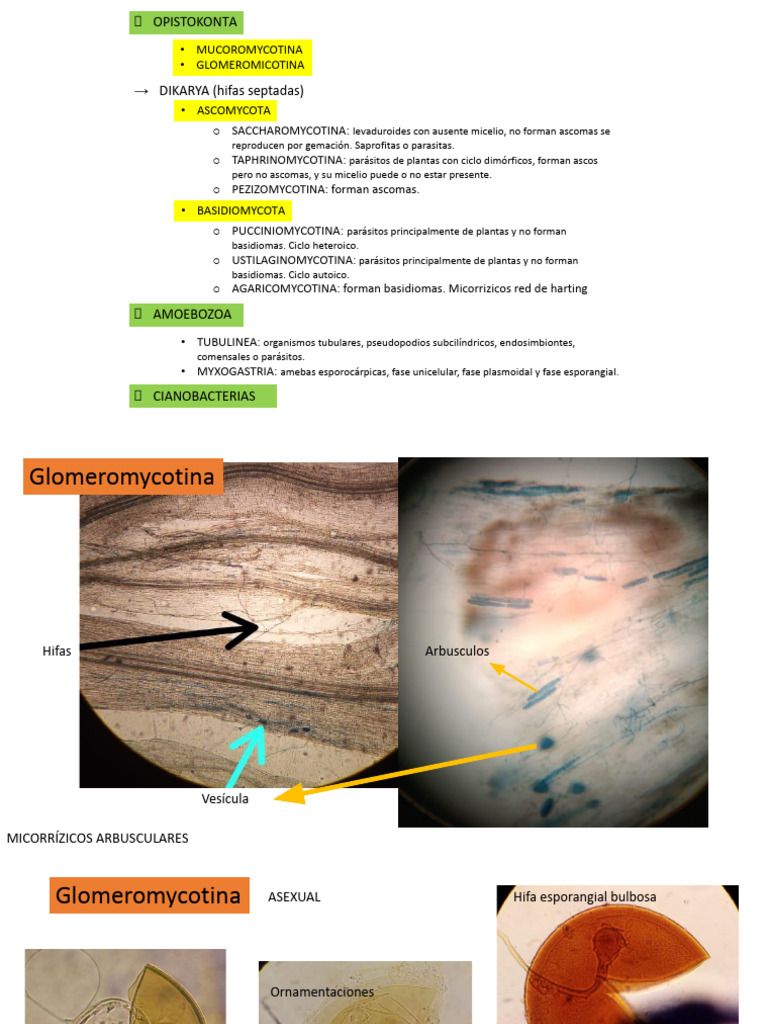 Diversidad Bio 1.PDF Practicos | PDF | Eucariotas | Organismos
