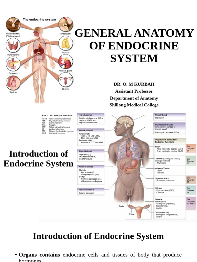 General Anatomy of Endocrine System | PDF | Adrenal Gland | Thyroid