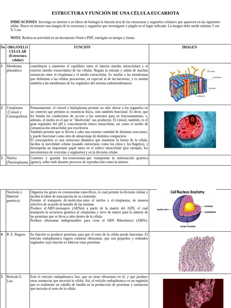 Actividad Estructura y Función Celular | PDF | Biología Celular) | Ribosoma