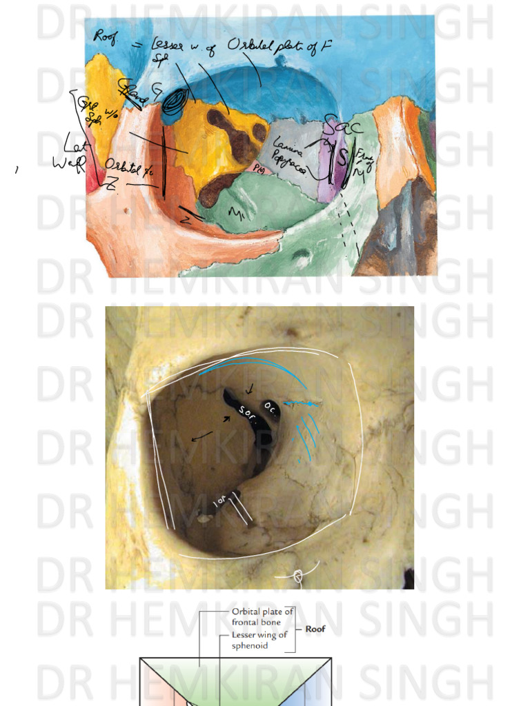 Orbit and Extraocular Muscles | PDF | Human Head And Neck | Sensory Organs