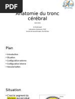 Morphologie du Tronc Cérébral | PDF | Tronc cérébral | Système nerveux ...