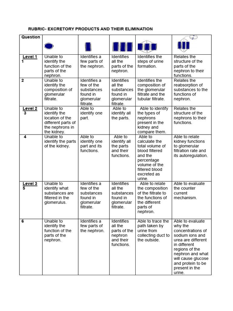 Rubric-Excretion and Elimination of Wastes GR 11 | PDF | Kidney ...